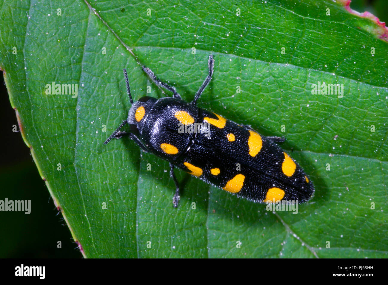 Splendour beetle (Ptosima undecimmaculata, Ptosima flavoguttata), sits ...