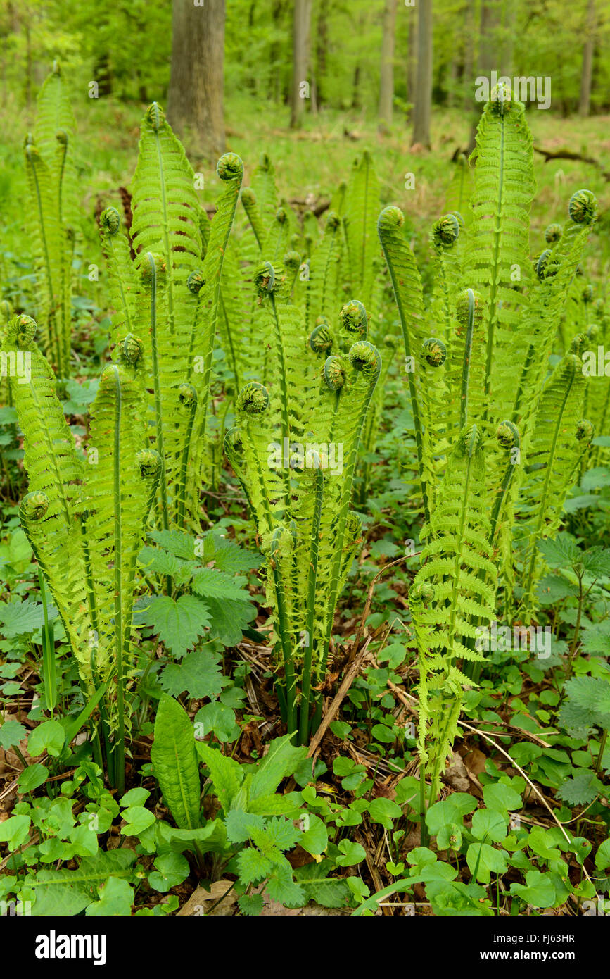 European Ostrich Fern, Ostrich Fern (Matteuccia struthiopteris), leaf ...