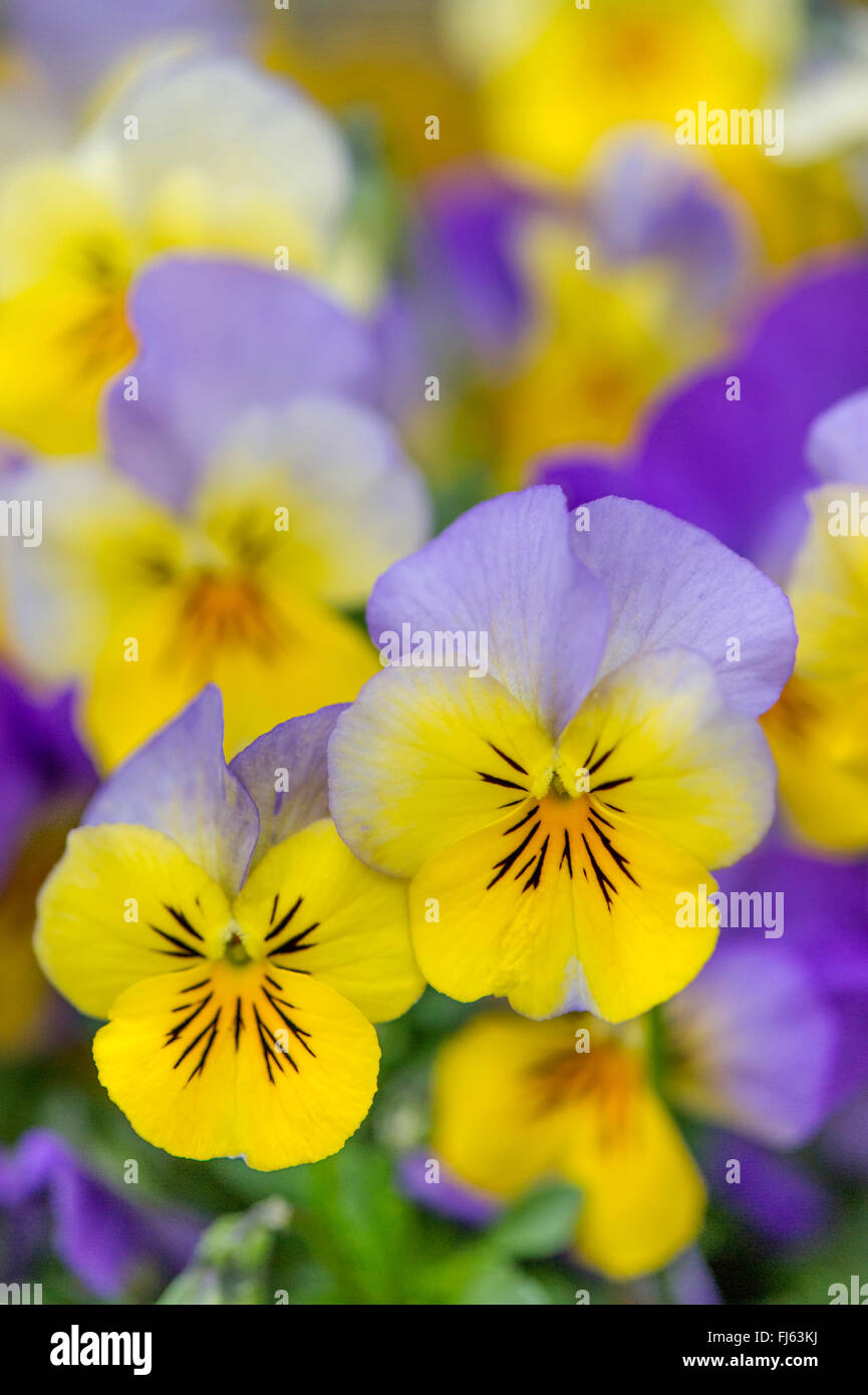 horned pansy, horned violet (Viola cornuta), blooming Stock Photo - Alamy
