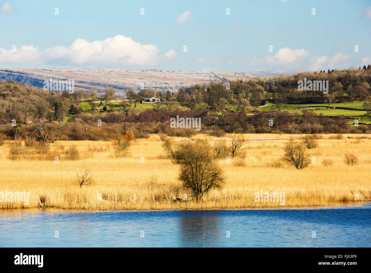Leighton moss rspb reserve hi-res stock photography and images - Alamy