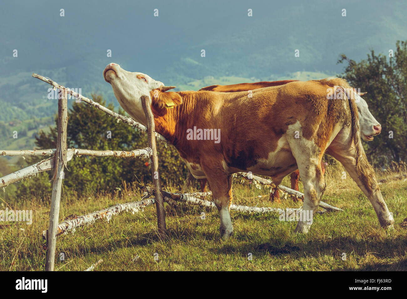 Brown young bull scratching an itchy spot against a rustic wooden fence ...