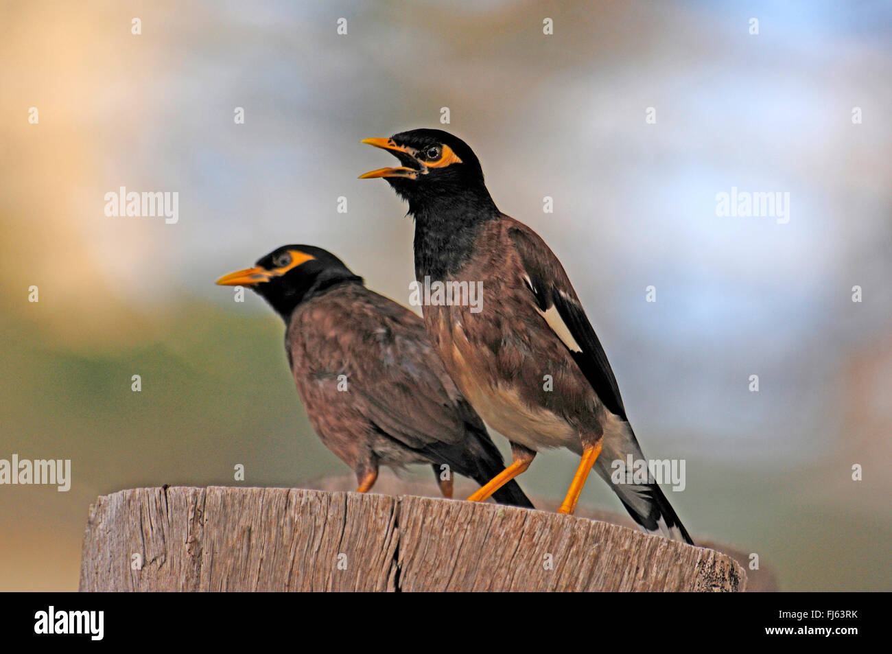 Two mynahs hi-res stock photography and images - Alamy