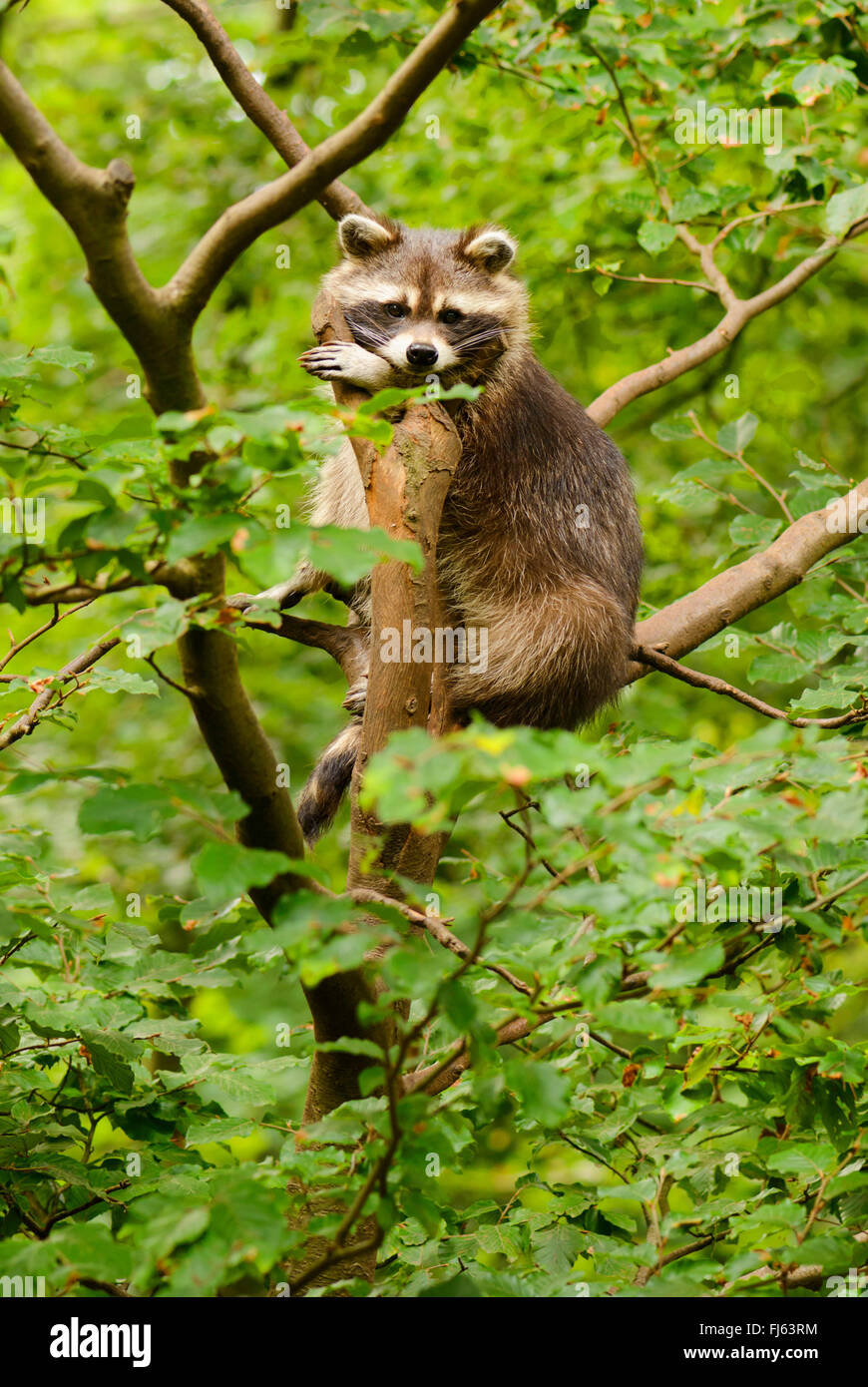 common raccoon (Procyon lotor), sits on a branch on a tree, Germany ...