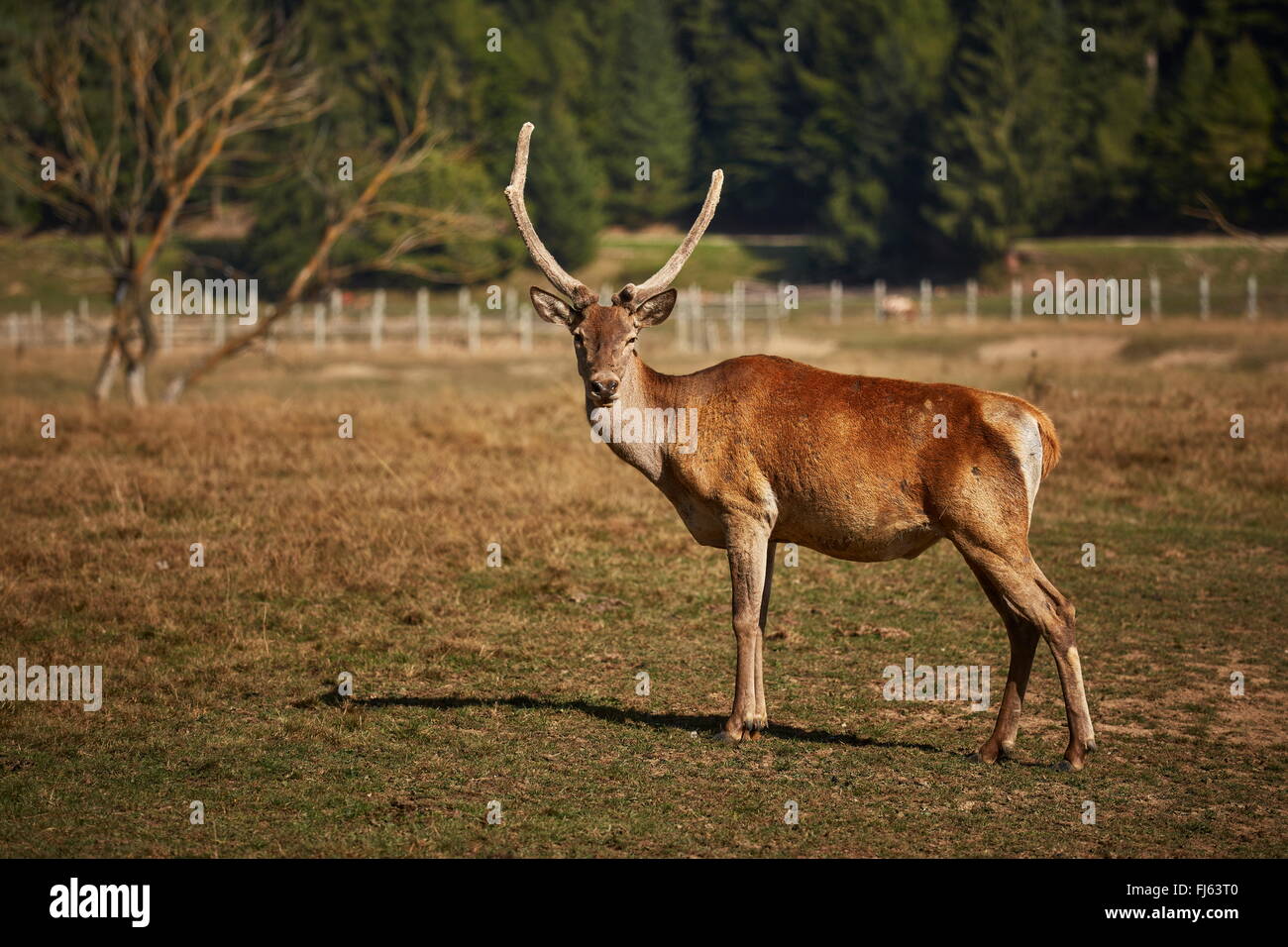 Red deer enclosure hi-res stock photography and images - Alamy