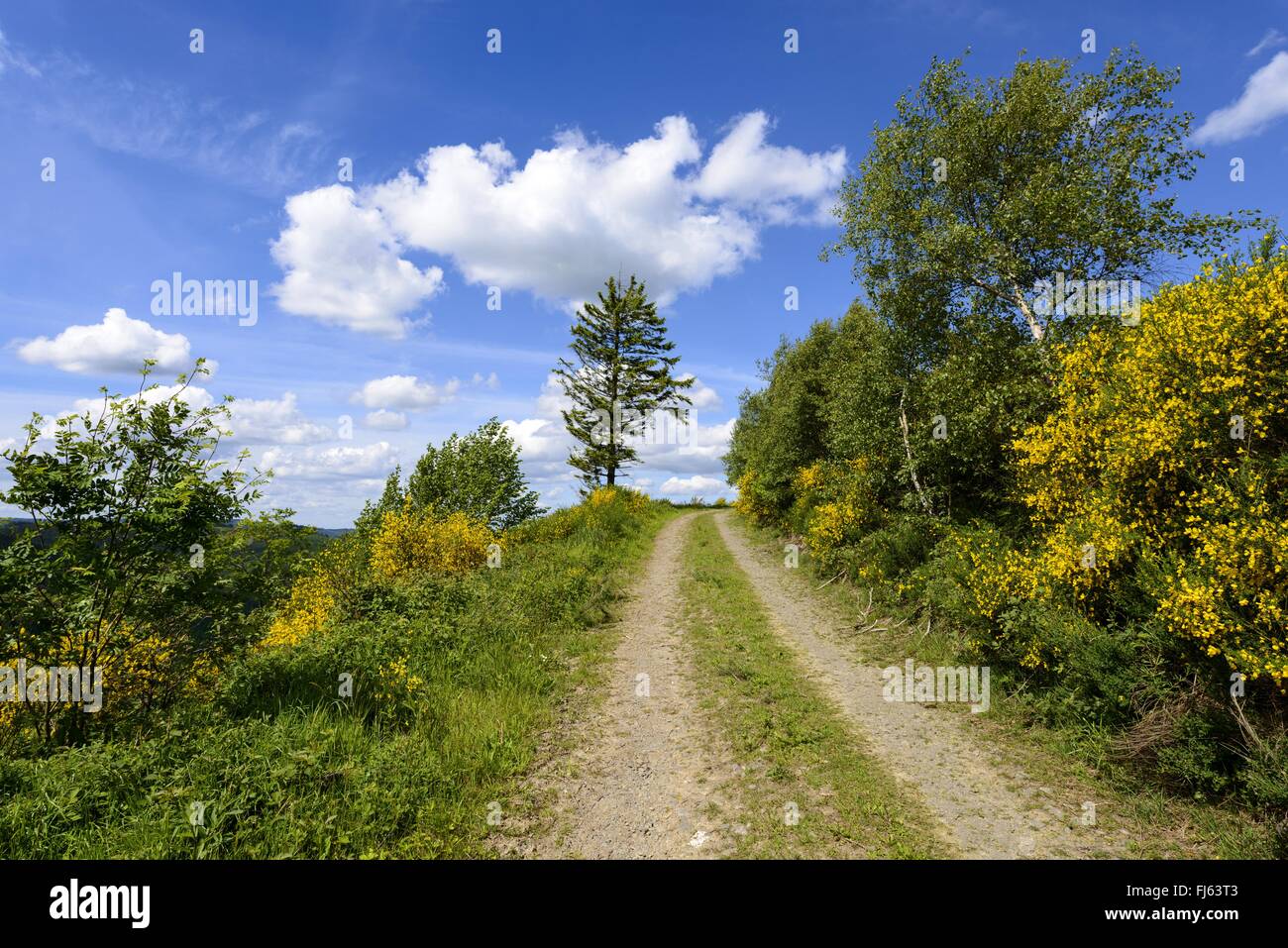 Scotch broom (Cytisus scoparius, Sarothamnus scoparius), flowering ...