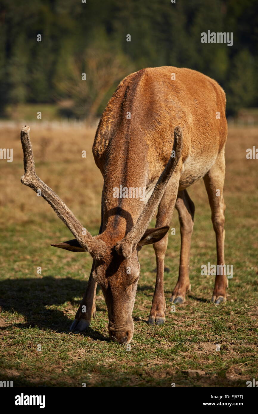 Hart wild animal hi-res stock photography and images - Alamy
