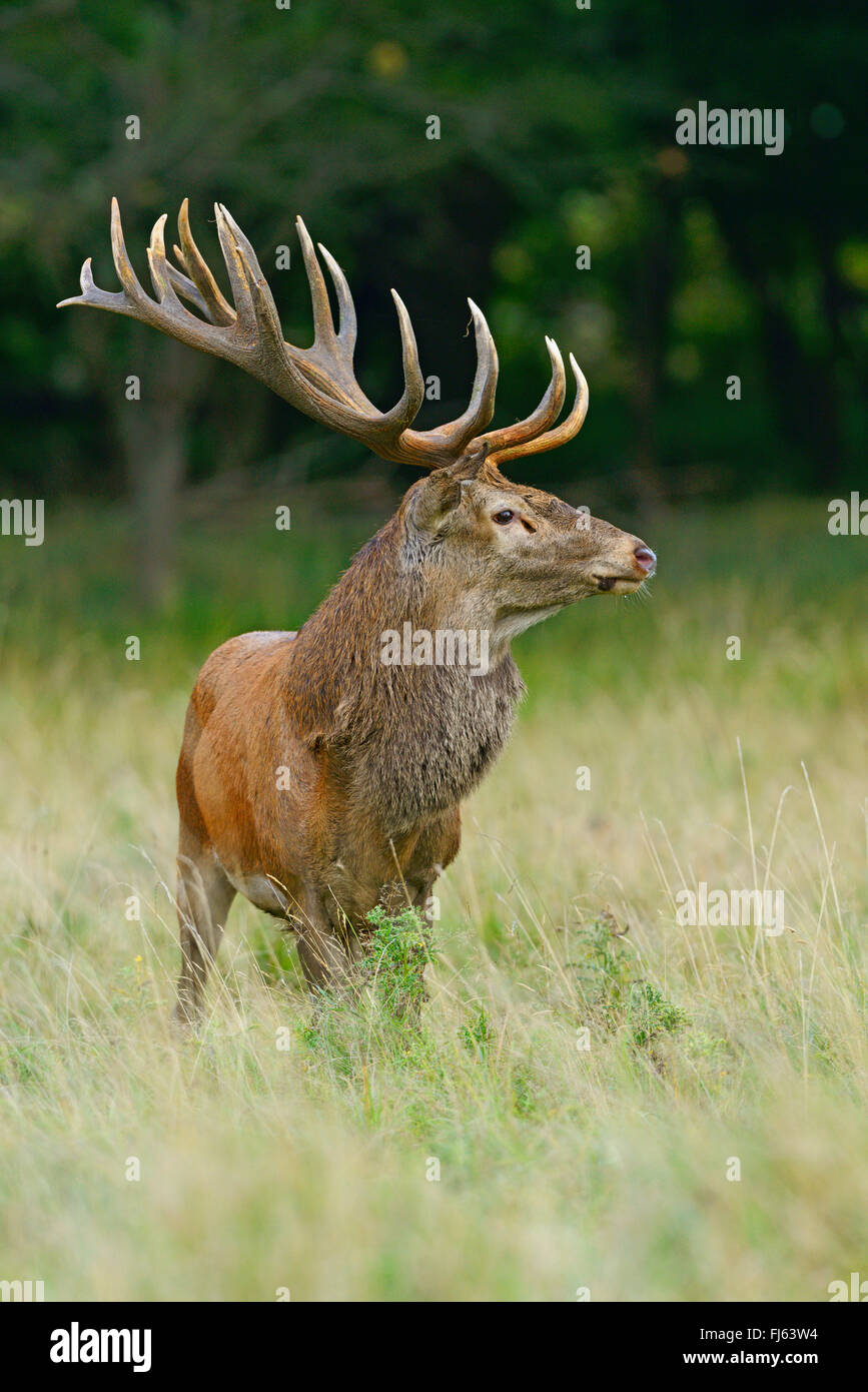 Stag Animal High Resolution Stock Photography and Images - Alamy