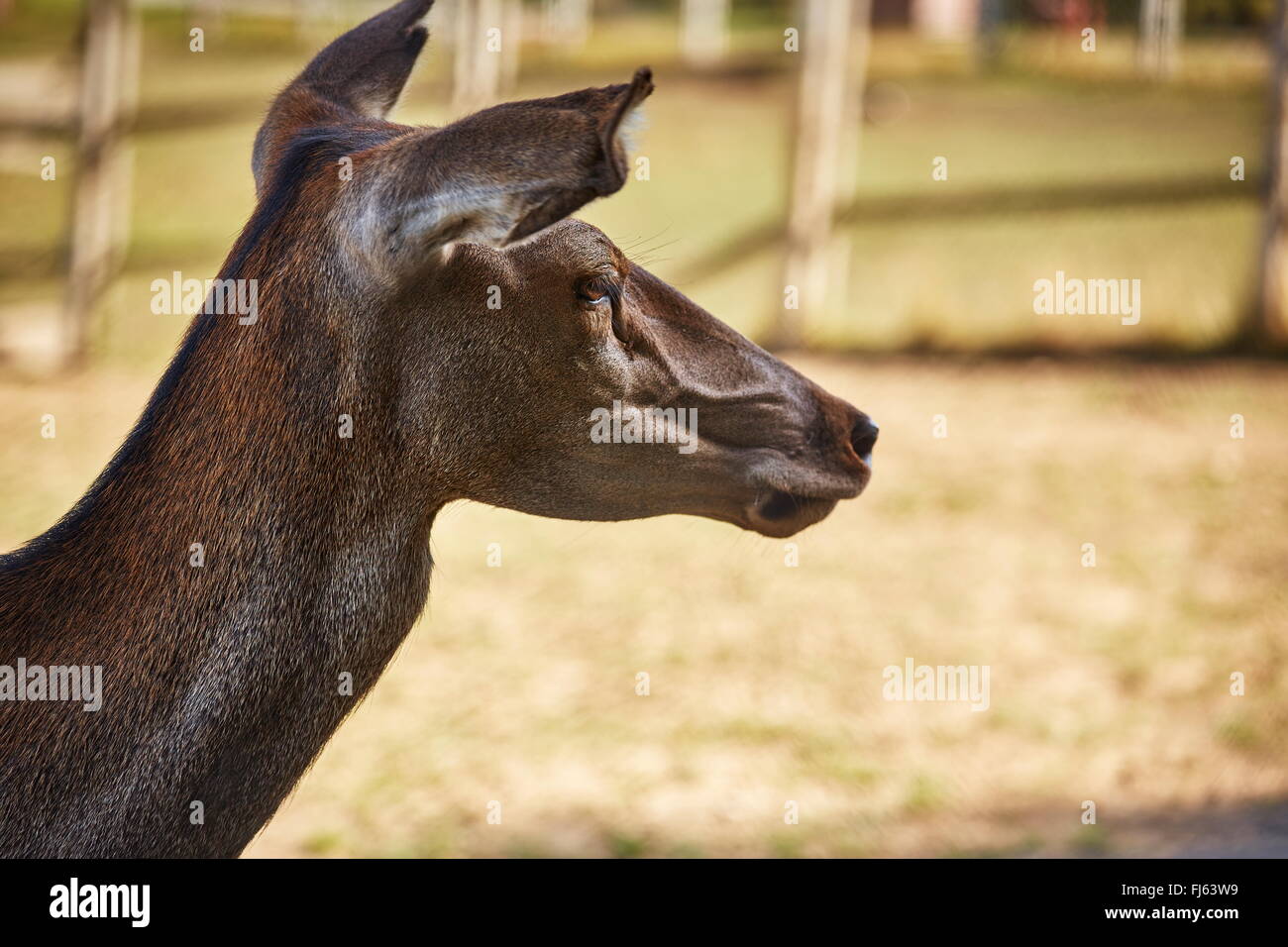 Side portrait of alert wild European red deer doe ( Cervus Elaphus ...