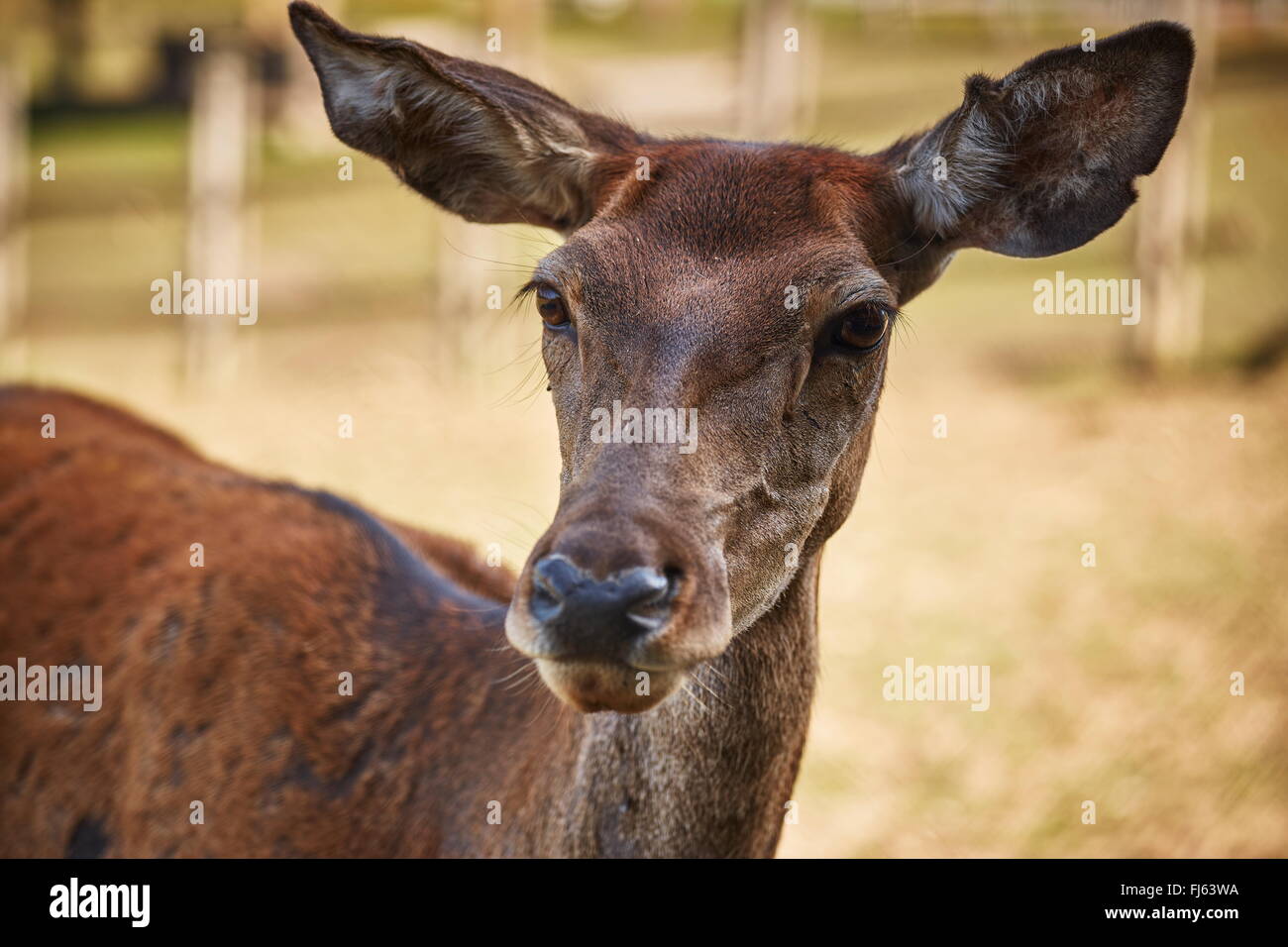 Front portrait of curious wild European red deer doe ( Cervus Elaphus ...