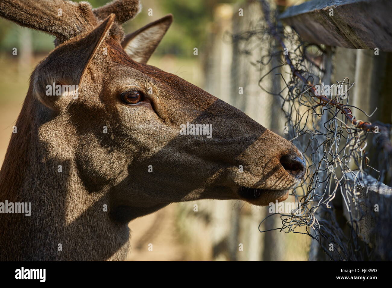 Side portrait of a curious alert wild European red deer hart ( Cervus ...