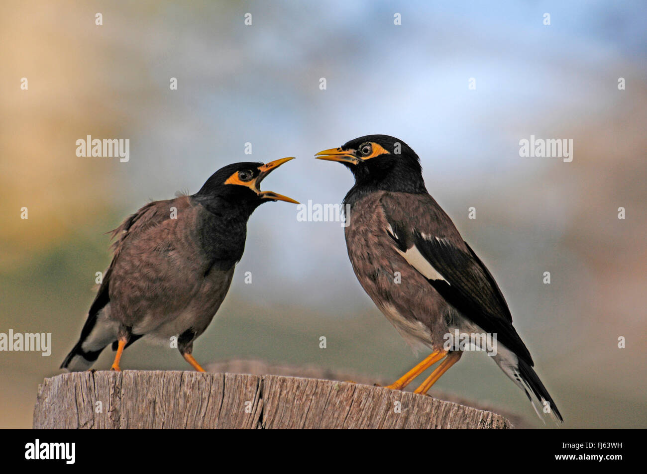 common mynah (Acridotheres tristis), begging juvenile with adult, New ...