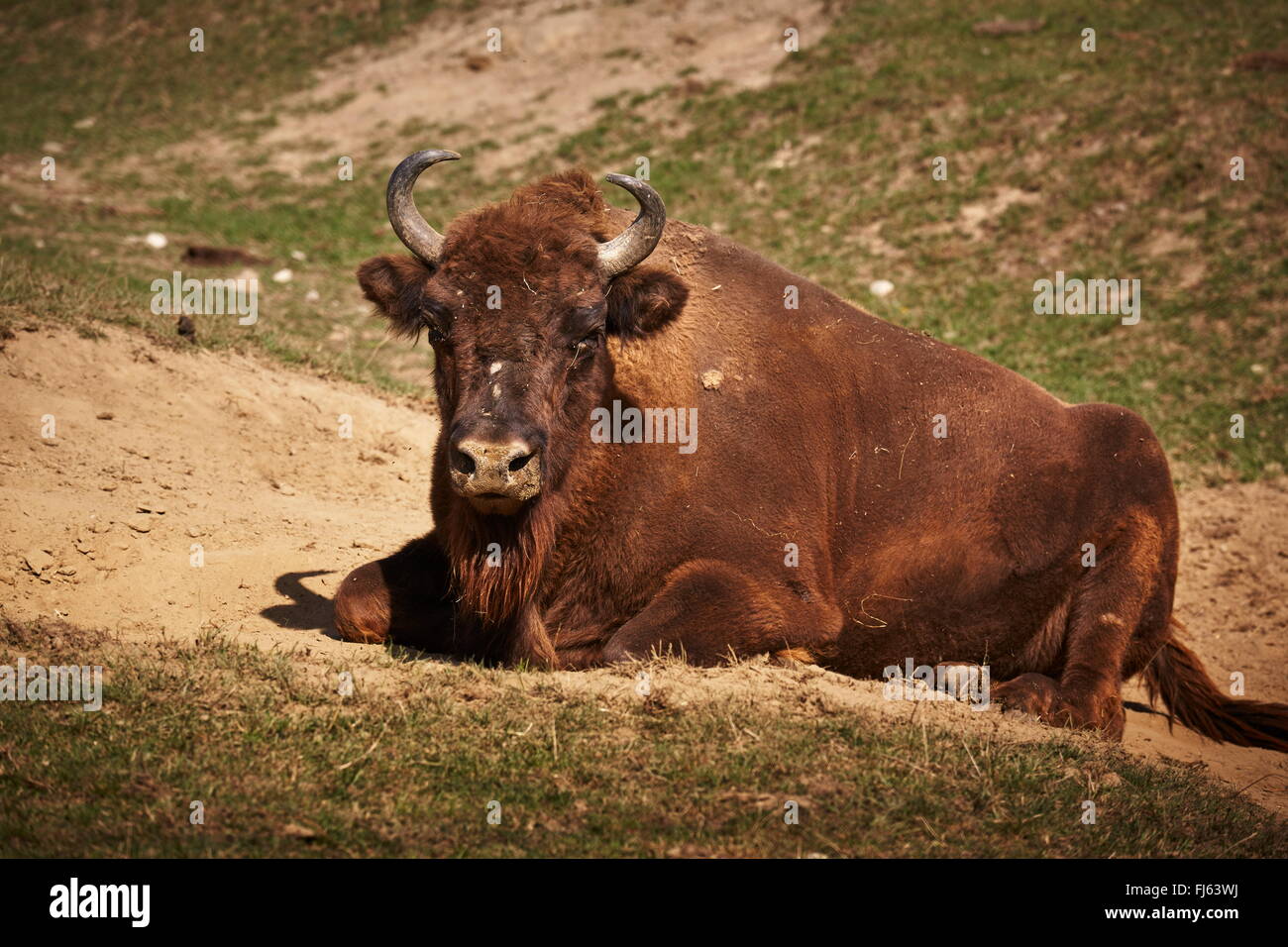 Adult European bison (Bison bonasus) female resting in the sun Stock ...