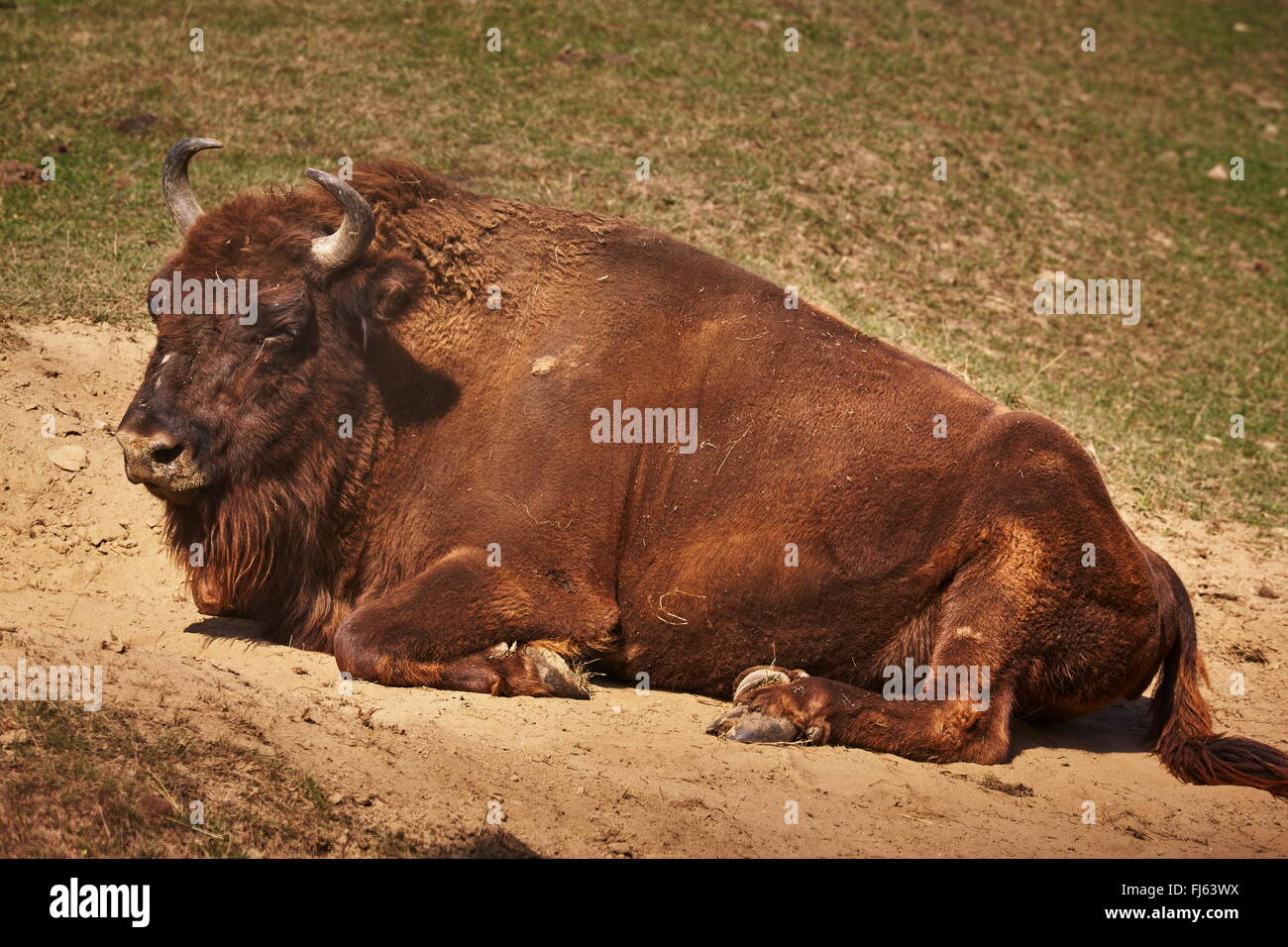 Adult European bison (Bison bonasus) female resting in the sun Stock ...