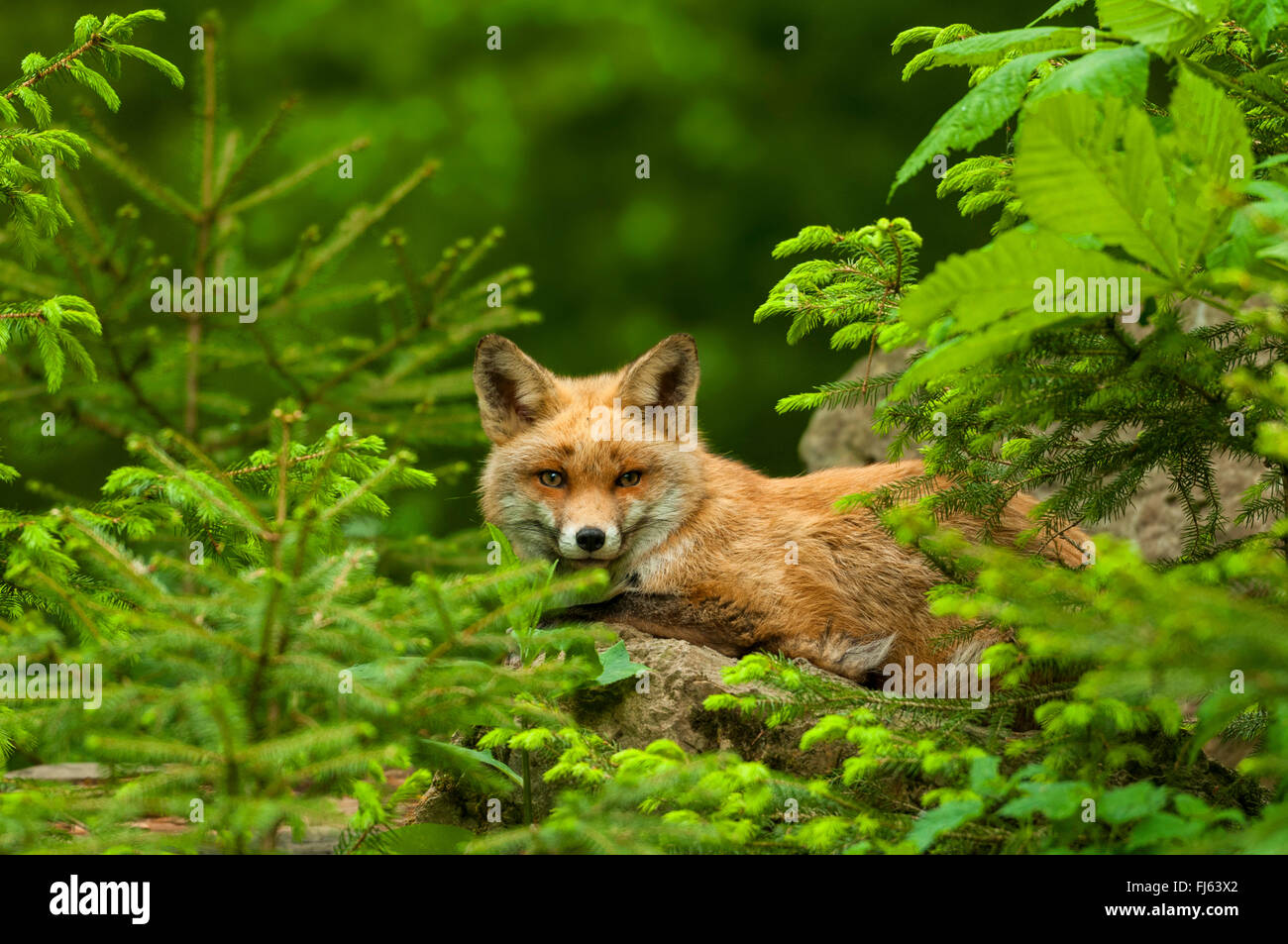 red fox (Vulpes vulpes), red fox in a fir plantation, Germany Stock ...