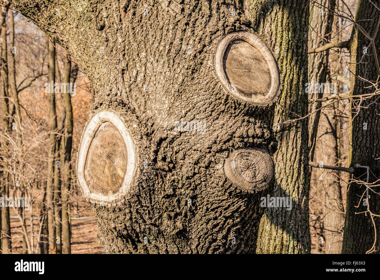 Wound wood tree hi-res stock photography and images - Alamy
