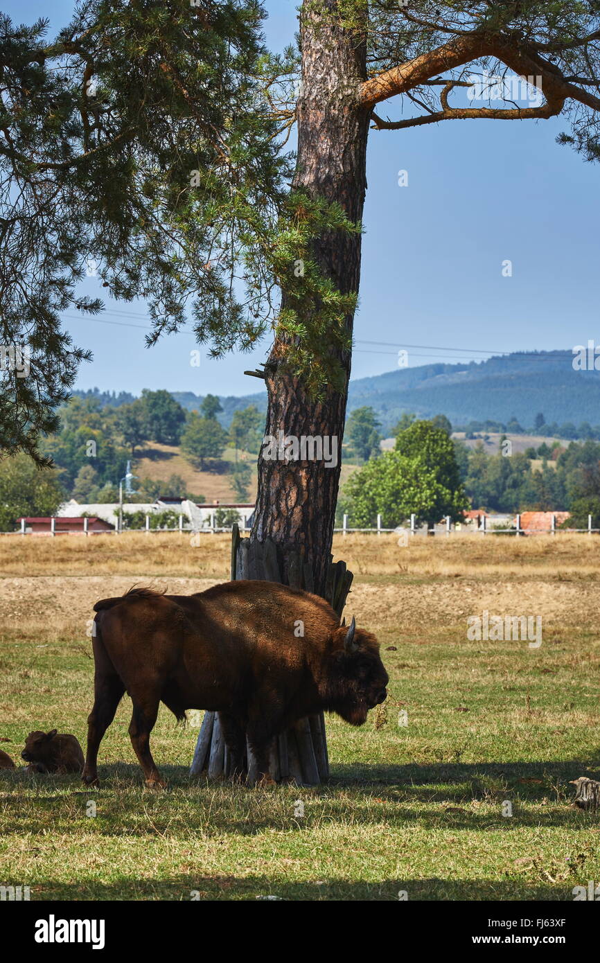 Calf shade hi-res stock photography and images - Alamy