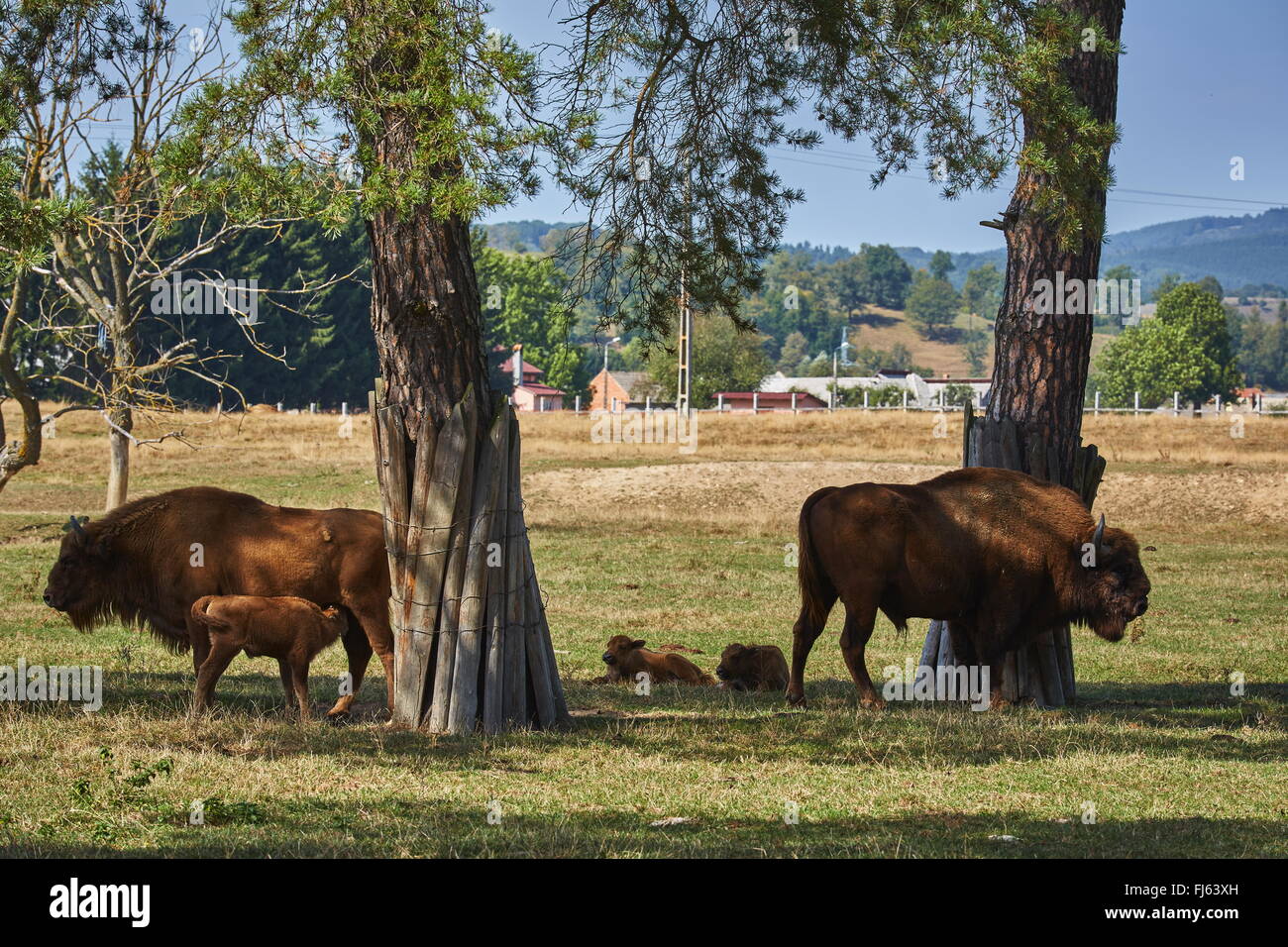 European bisons (Bison bonasus) bull, cow and their calves resting in ...