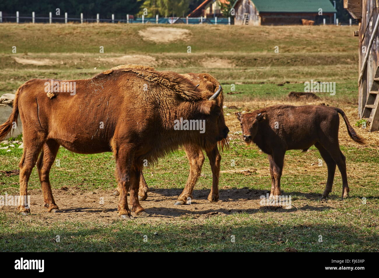 European bison (Bison bonasus) female and her calf in a nature reserve ...