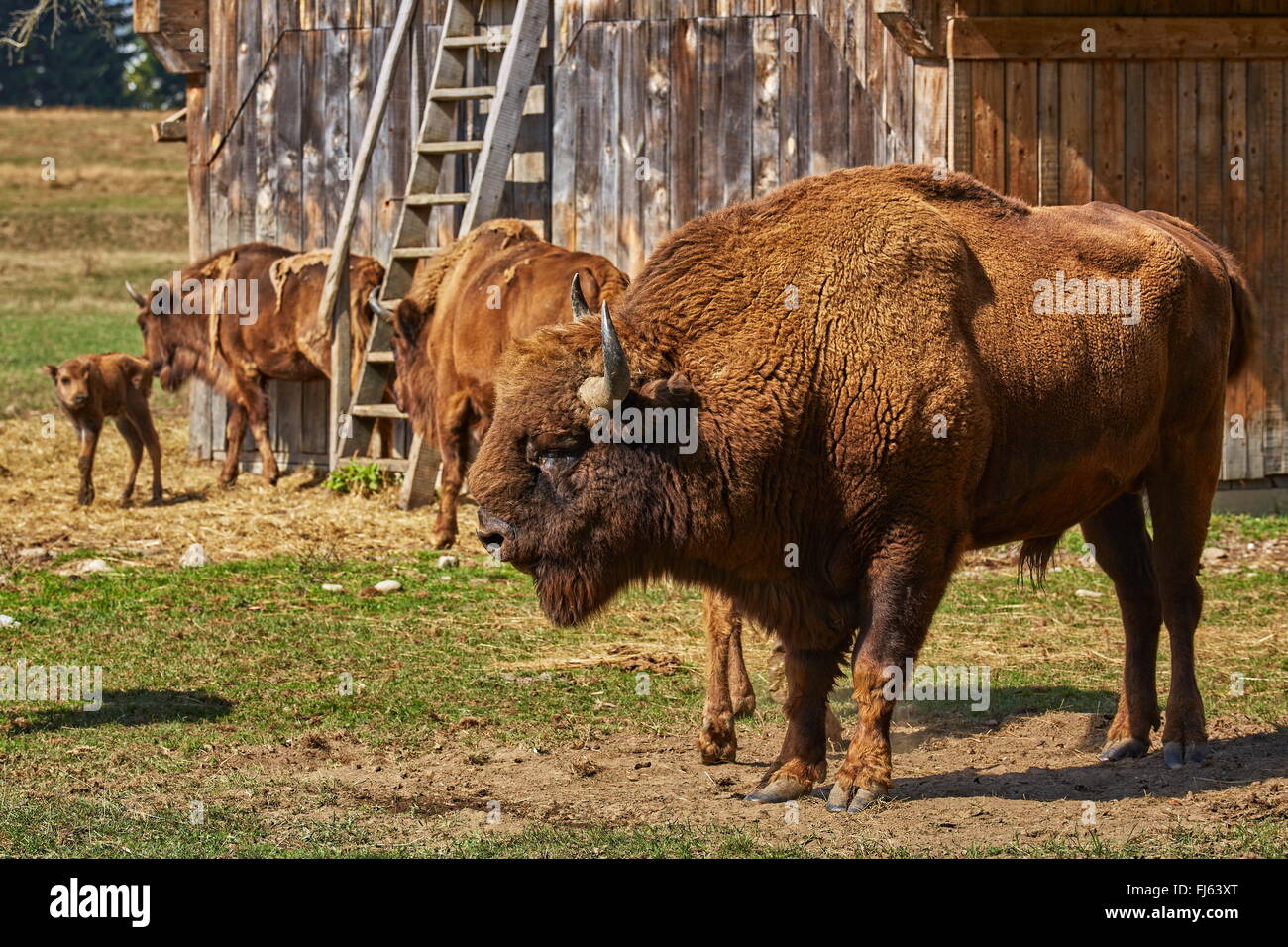 Large European bison (Bison bonasus) dominant bull and his herd in a ...