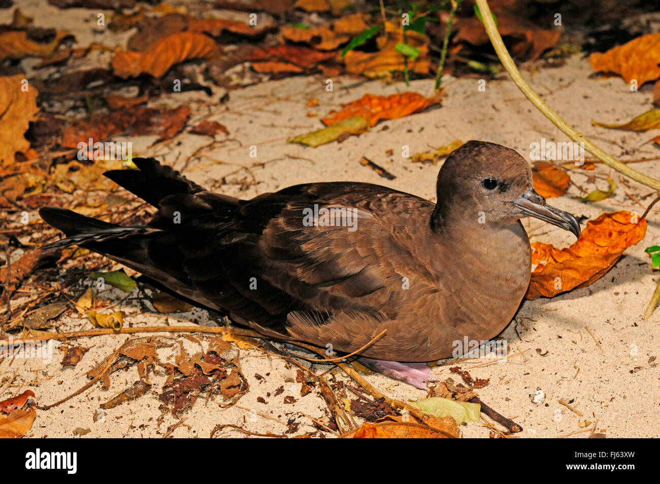 Wedge-tailed shearwater (Puffinus pacificus), breeding, New Caledonia ...