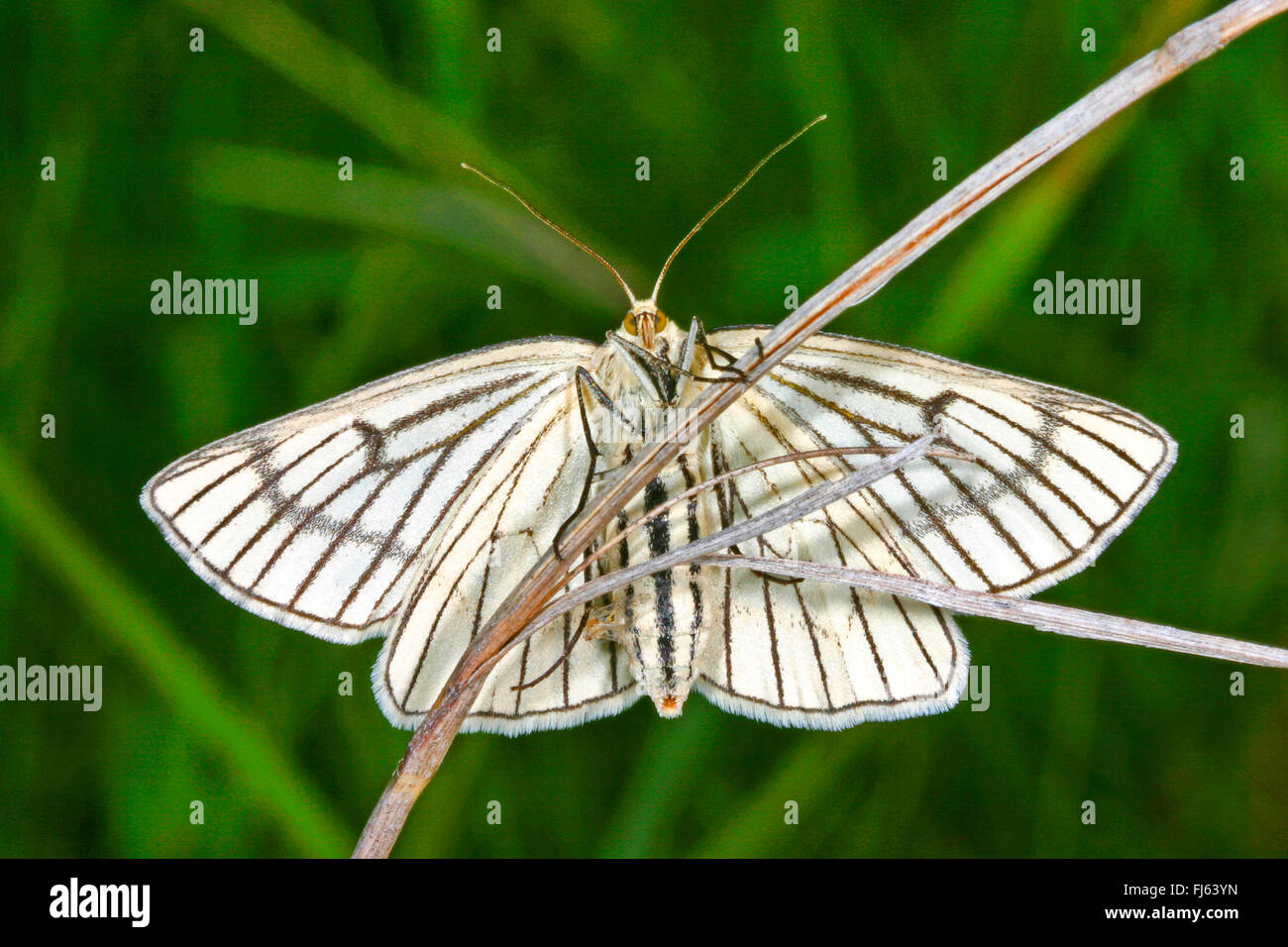 Black-veined moth (Siona lineata, Scoria lineata), at a blade of grass ...