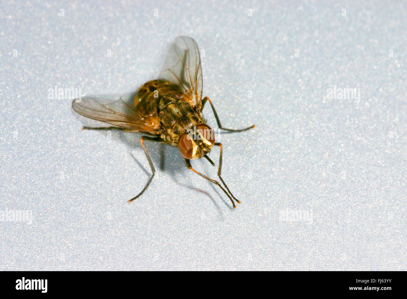 Stable fly, Dog fly, Biting housefly (Stomoxys calcitrans), on white ...