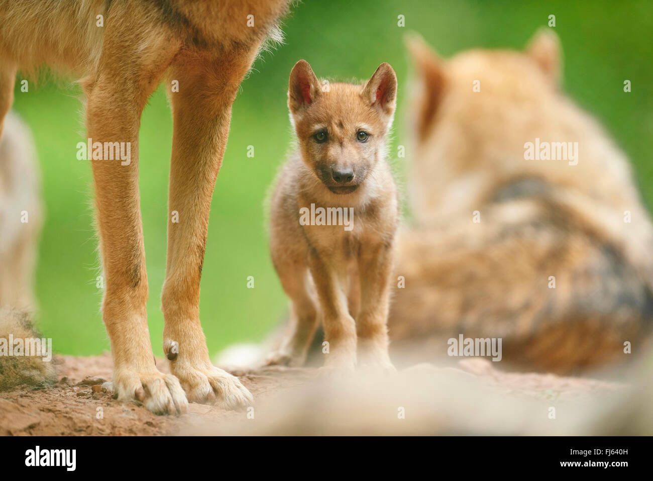 Canis lupus pack pups hi-res stock photography and images - Alamy