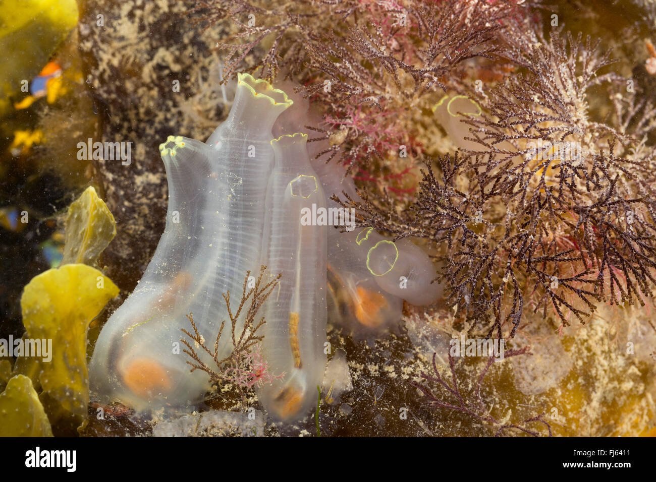 sea vase, vase tunicate, yellow sea squirt (Ciona intestinalis), colony ...