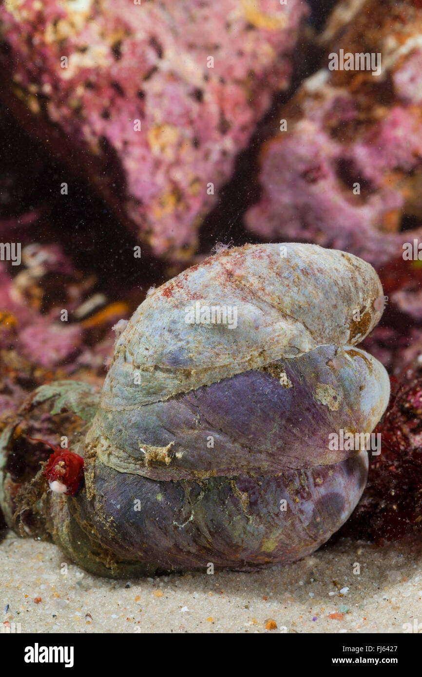 Slipper limpet, slippersnail, common slipper shell, common Atlantic ...