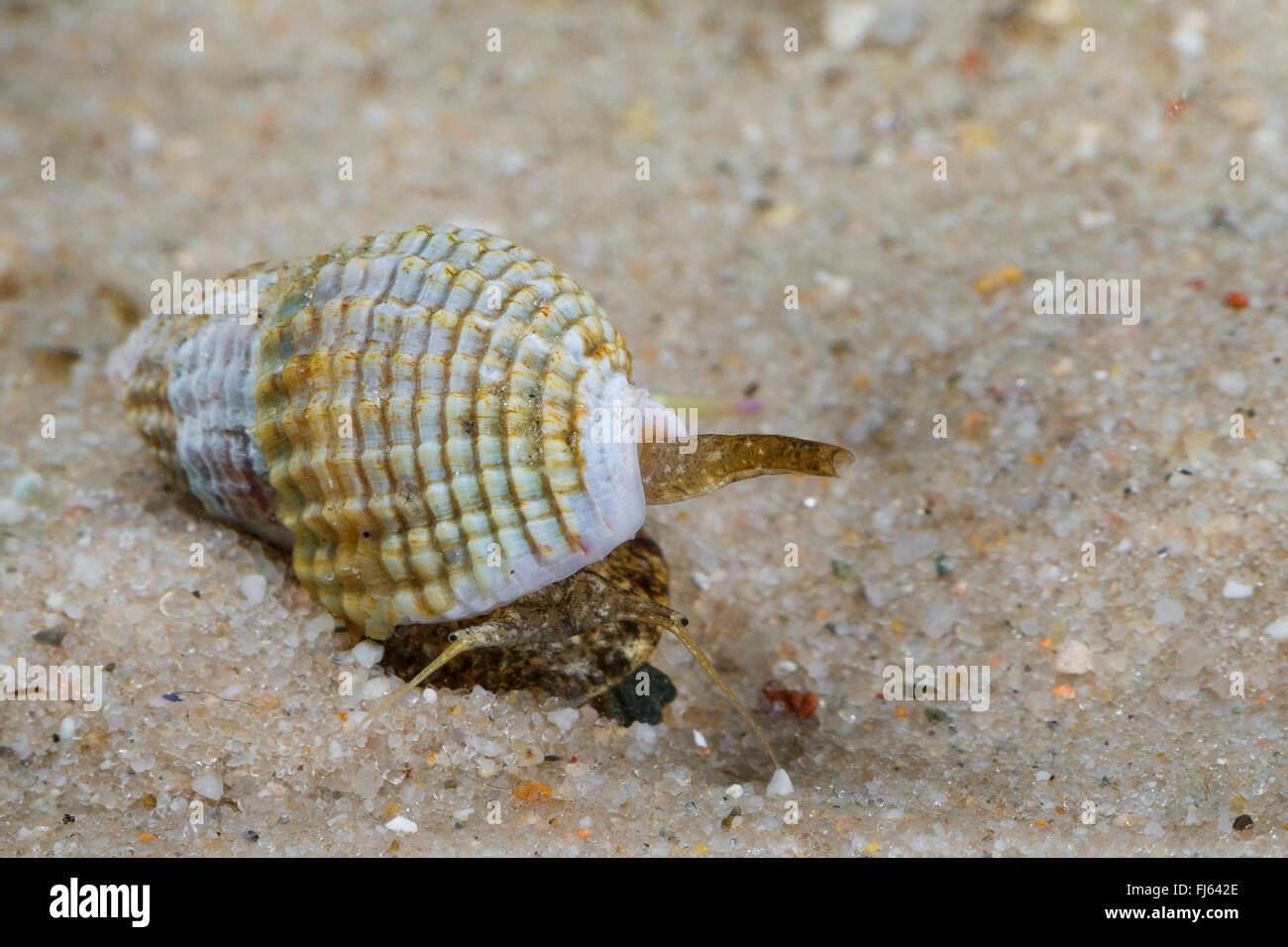 Nassarius Reticulata High Resolution Stock Photography and Images - Alamy