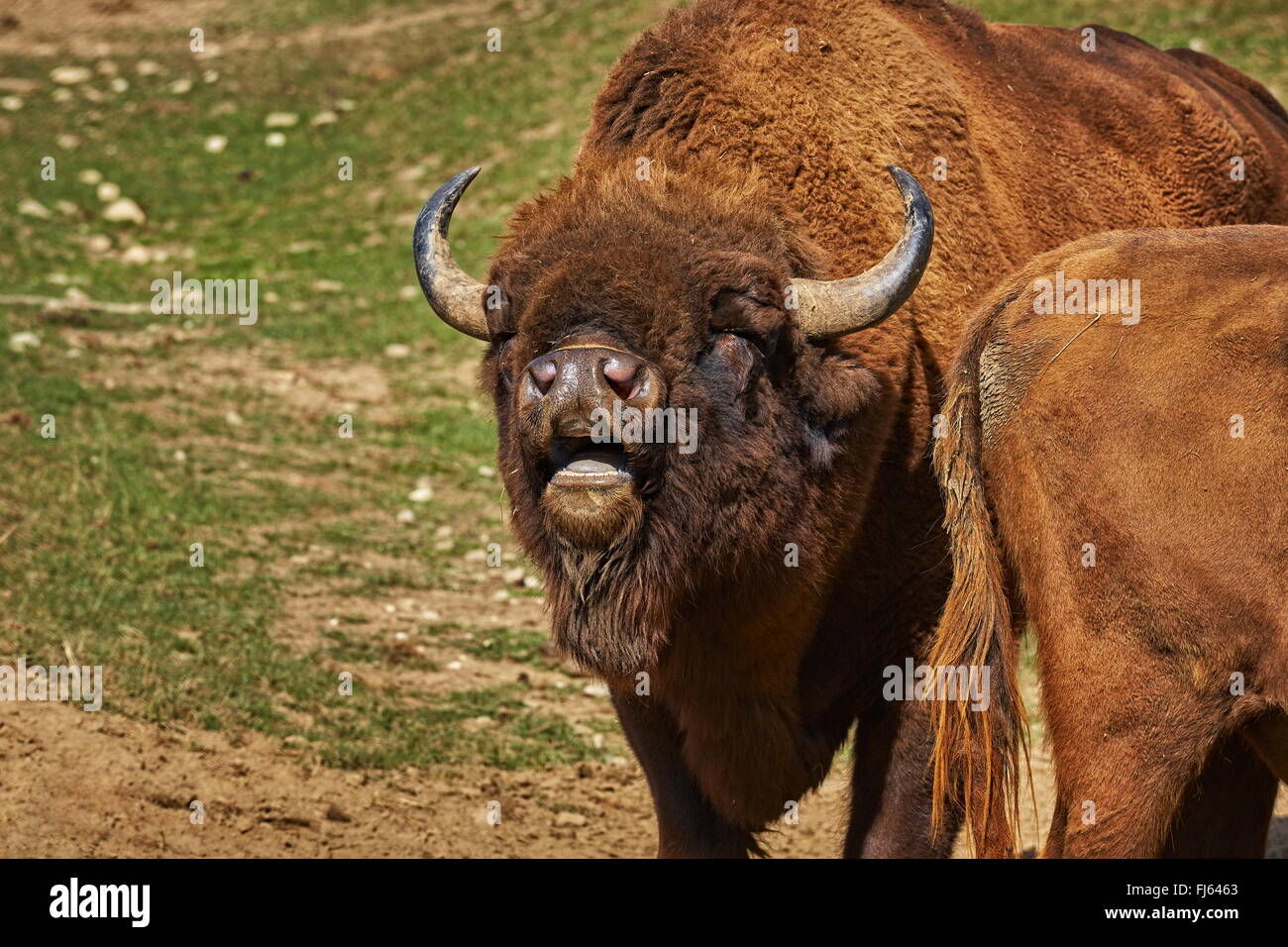 Closeup of a roaring European bison (Bison bonasus) male, bull, buffalo ...