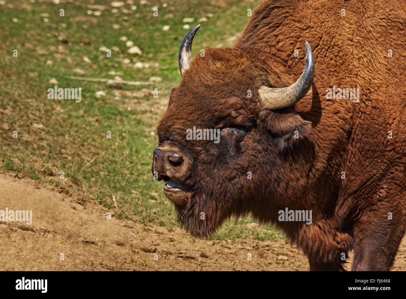 Bison bull head hi-res stock photography and images - Alamy
