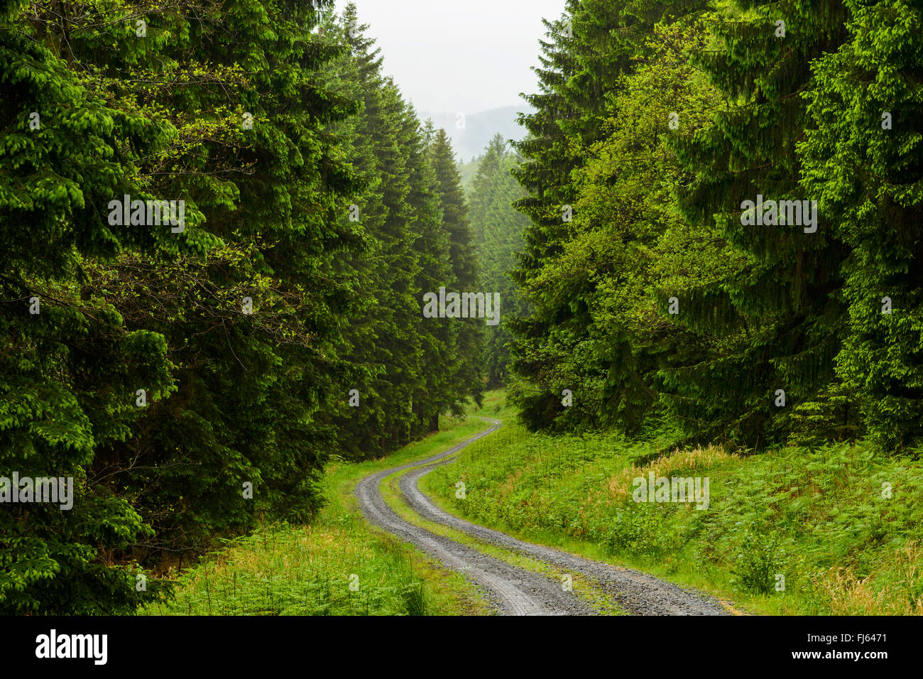 Norway spruce (Picea abies), path through a spruce forest, Germany ...