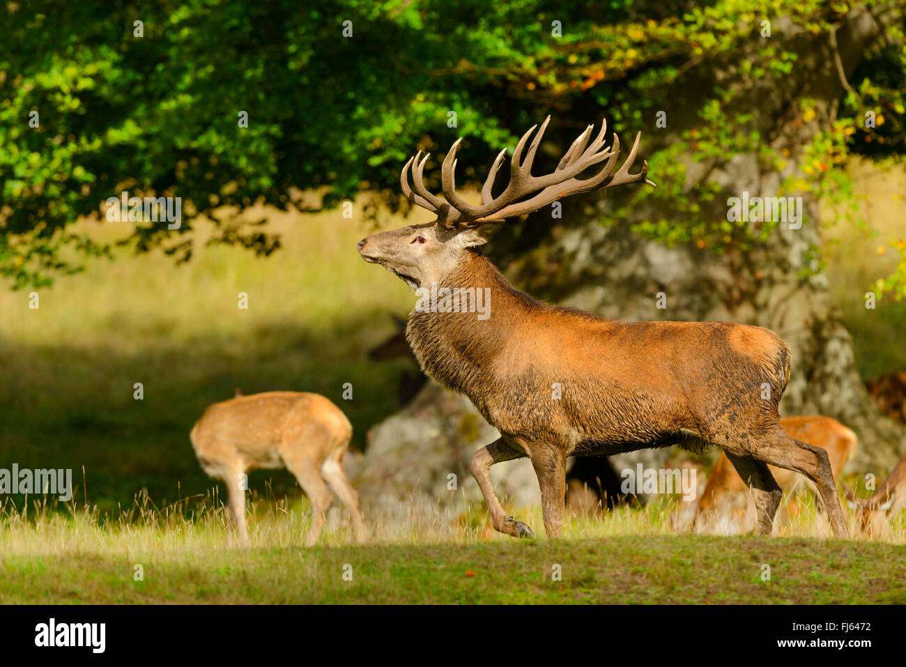 red deer (Cervus elaphus), herd of stags in a meadow, Denmark Stock ...