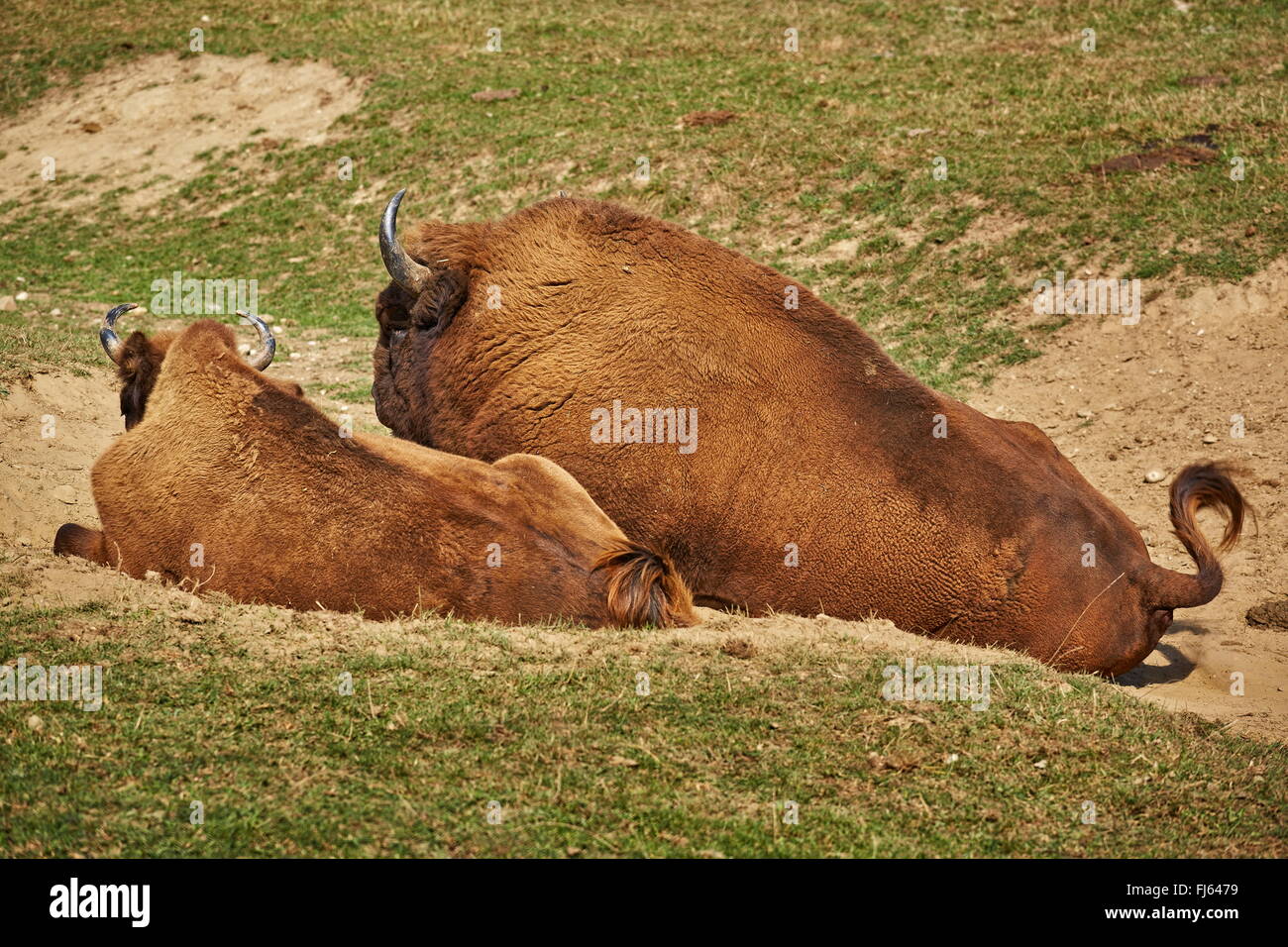 Pair of European bison (Bison bonasus) bull and cow resting together ...