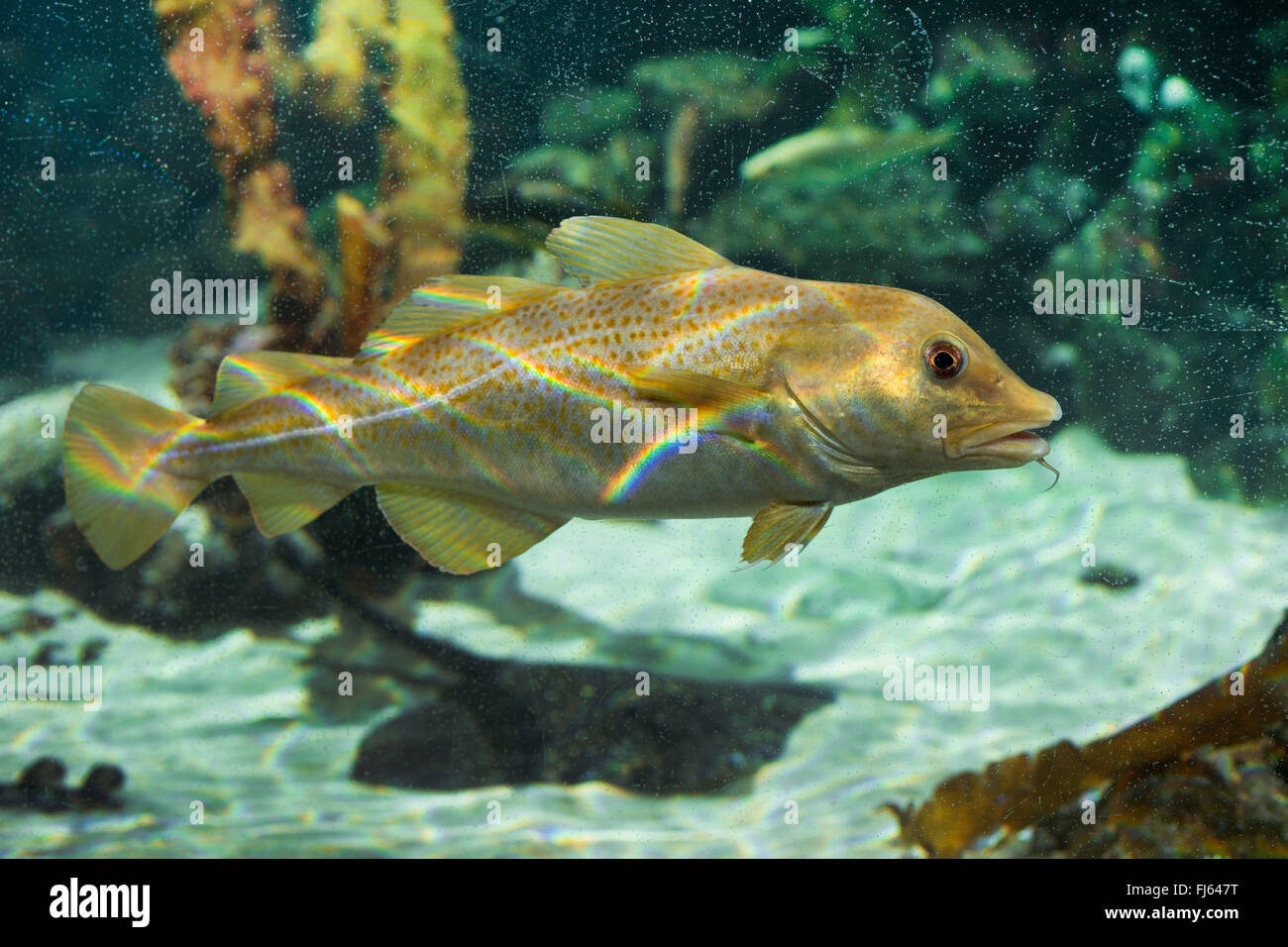 cod, Atlantic cod, codling (Gadus morhua), swimming Stock Photo - Alamy