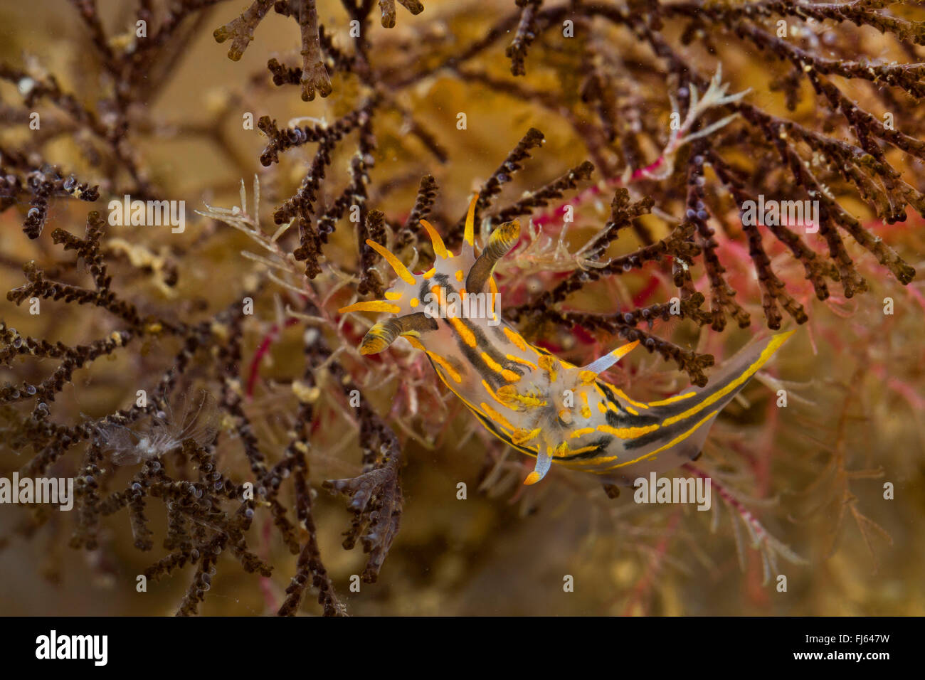 four-striped polycera (Polycera quadrilineata, Polycera lineatus ...