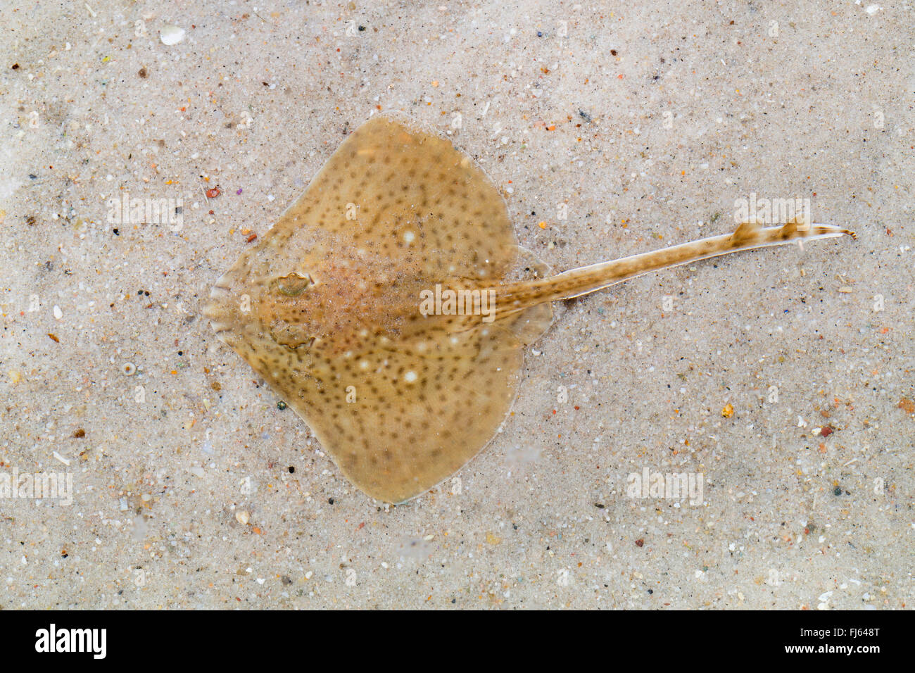 Spotted ray, Spotted homelyn ray, Spotted skate, Homelyn ray (Raja ...