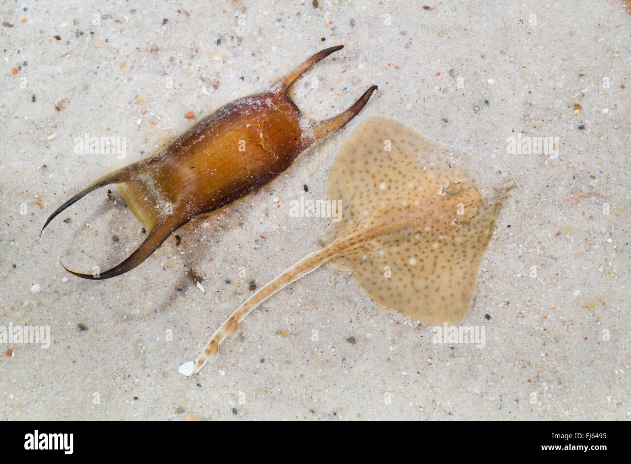 Spotted ray, Spotted homelyn ray, Spotted skate, Homelyn ray (Raja ...