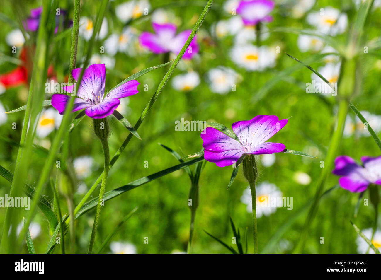 Common corncockle, Common corn-cockle, Corncockle, Corn cockle ...