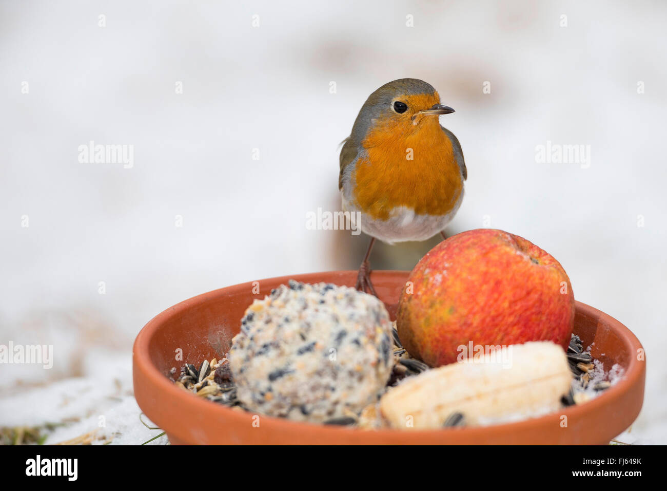 Fat robin hi-res stock photography and images - Alamy