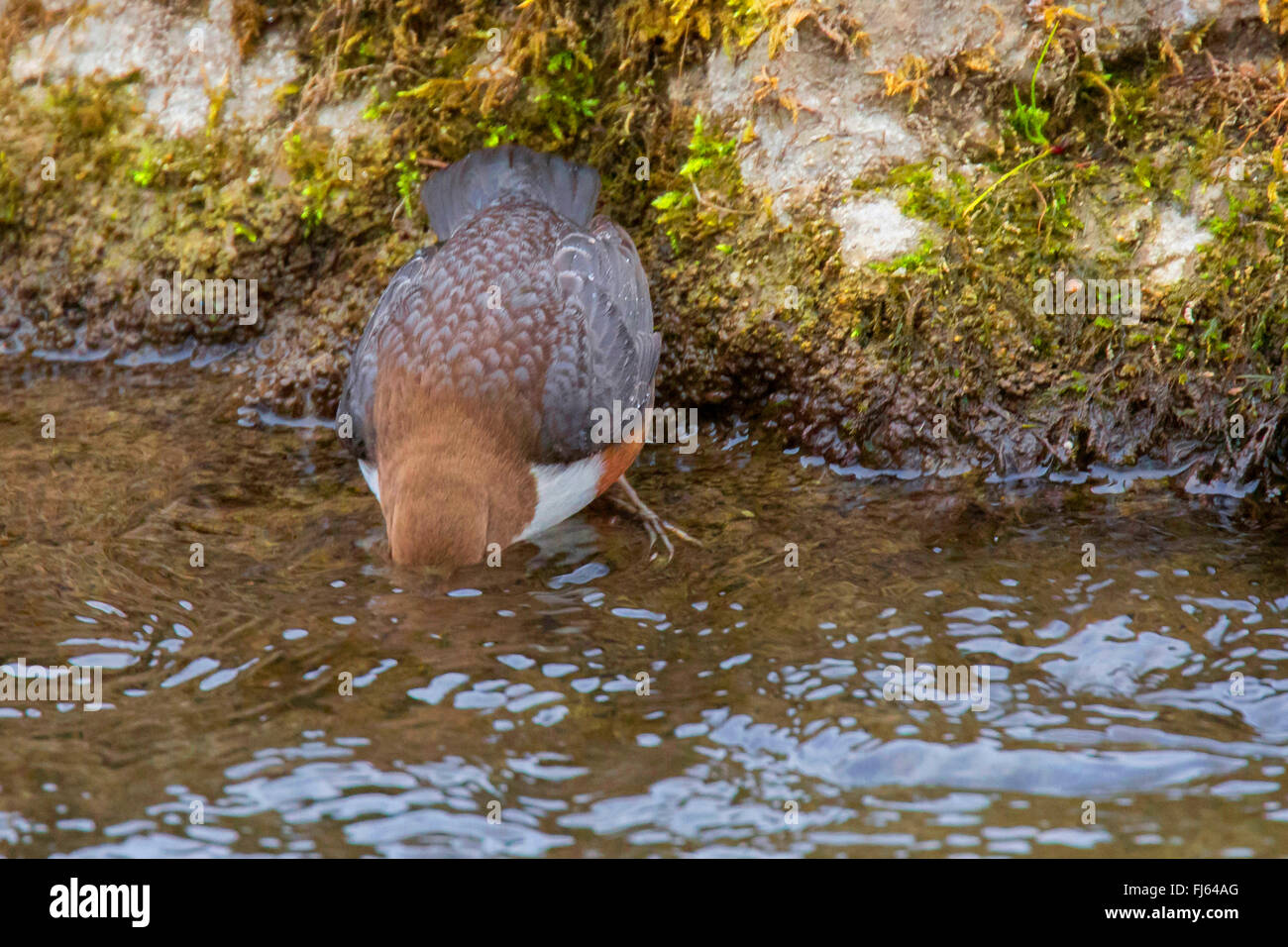 dipper (Cinclus cinclus), diving head into the water and searching food ...