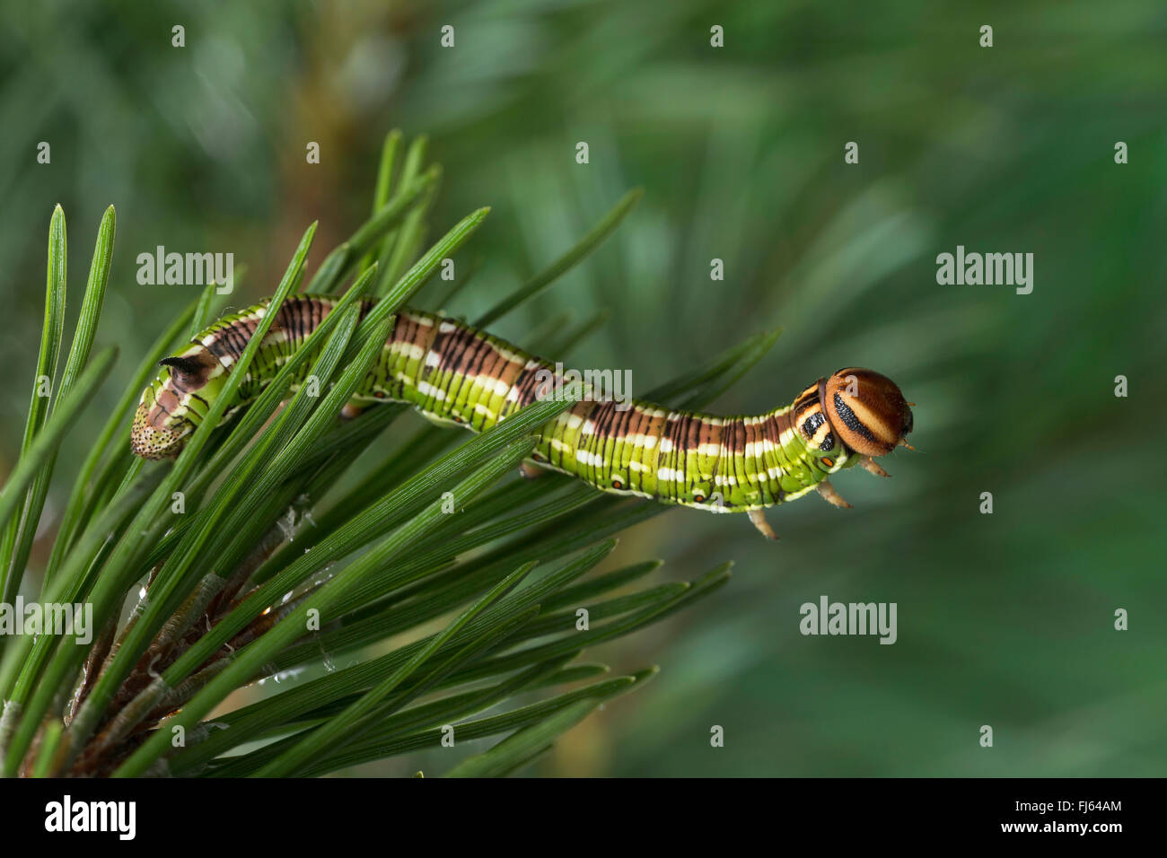 pine hawkmoth (Hyloicus pinastri, Sphinx pinastri), caterpillar feeds ...