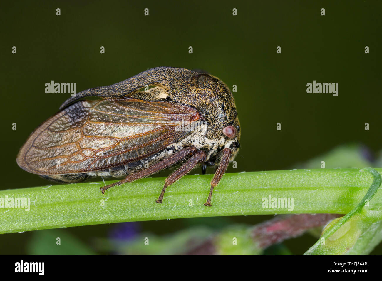horned treehopper (Centrotus cornutus), on a stem Stock Photo - Alamy