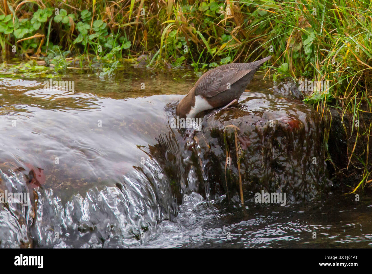 dipper (Cinclus cinclus), diving head into the streaming water and ...