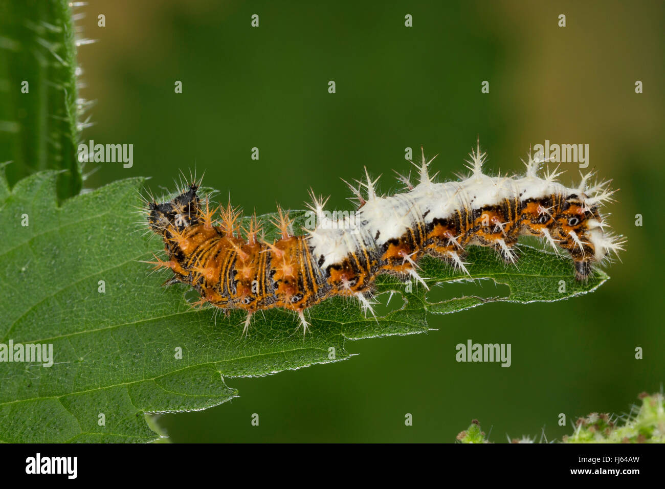 Comma polygonia c album caterpillar hi-res stock photography and images ...