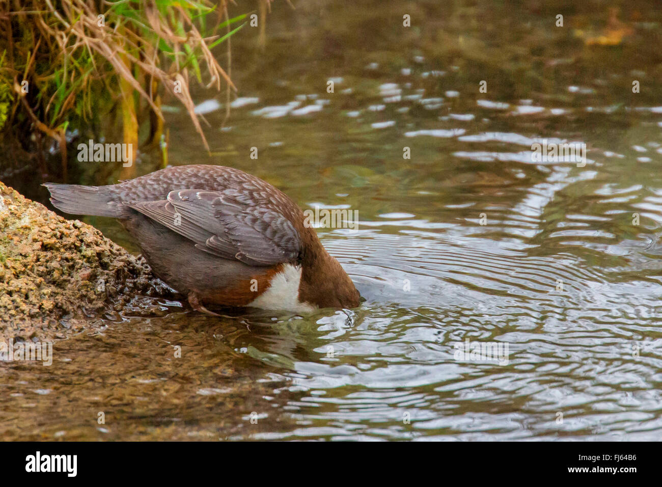 dipper (Cinclus cinclus), diving head into the water and searching food ...