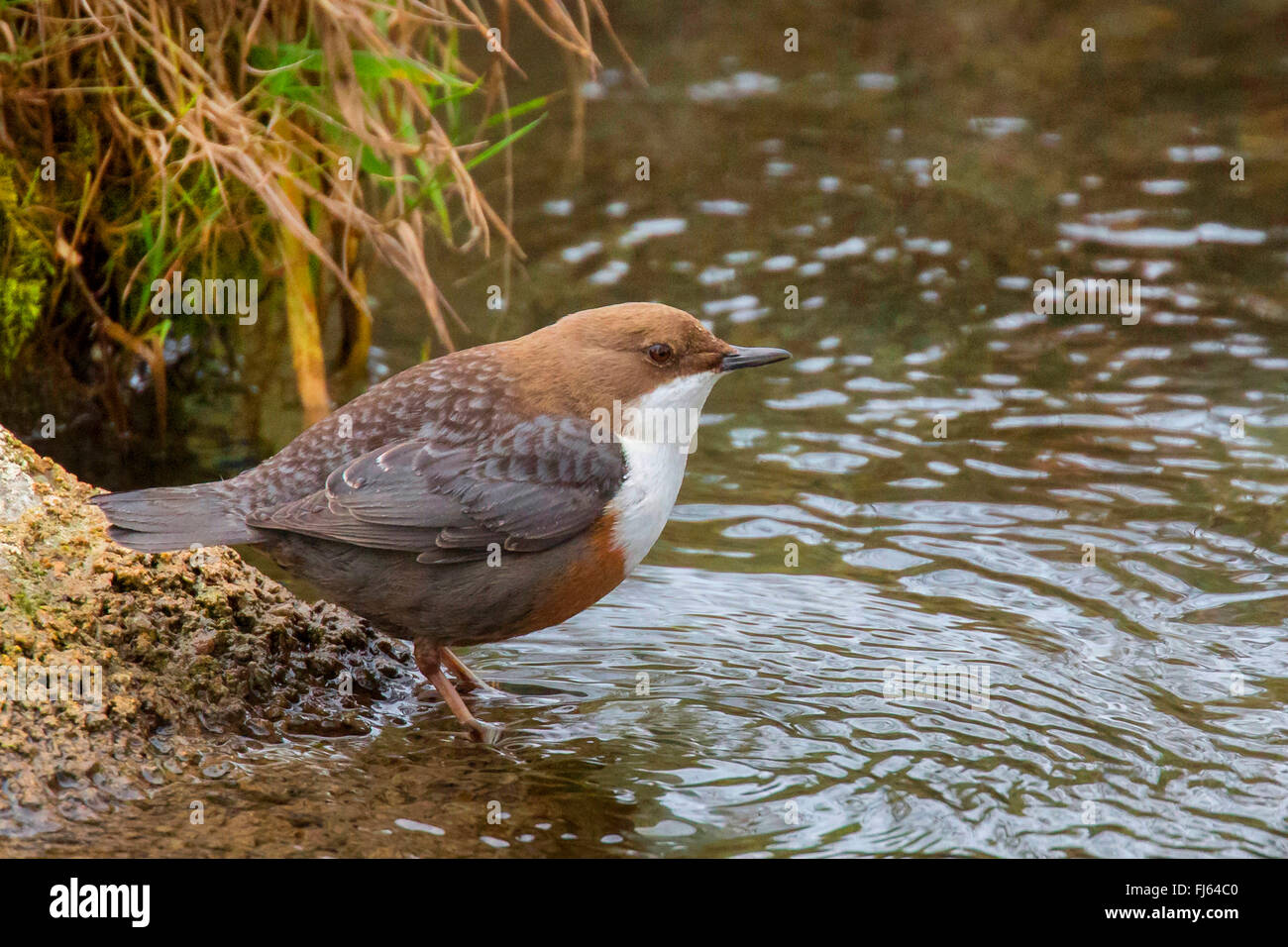dipper (Cinclus cinclus), sitting at the brookside, side view, Austria ...