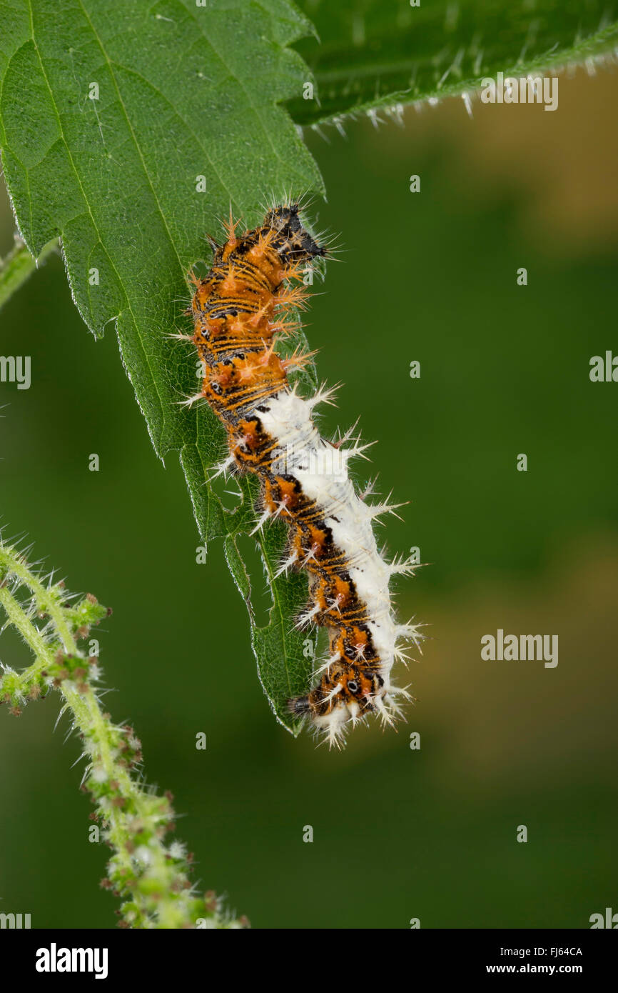 Commas caterpillars hi-res stock photography and images - Alamy