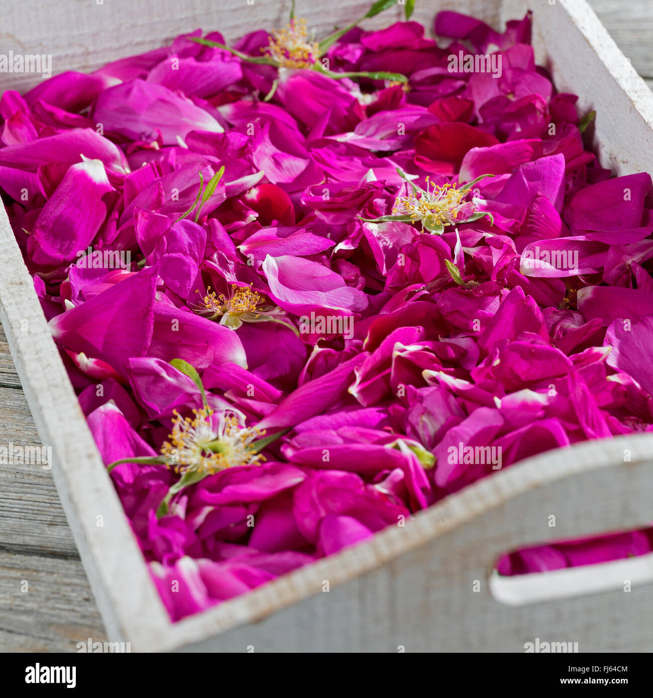 Rugosa rose, Japanese rose (Rosa rugosa), collected rose petals, are ...